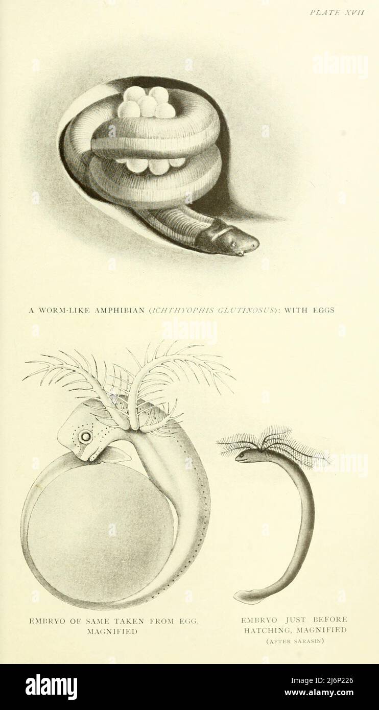 a worm-like Amphibian (Ickthyophis glutinosus) with eggs. Embryo of ...