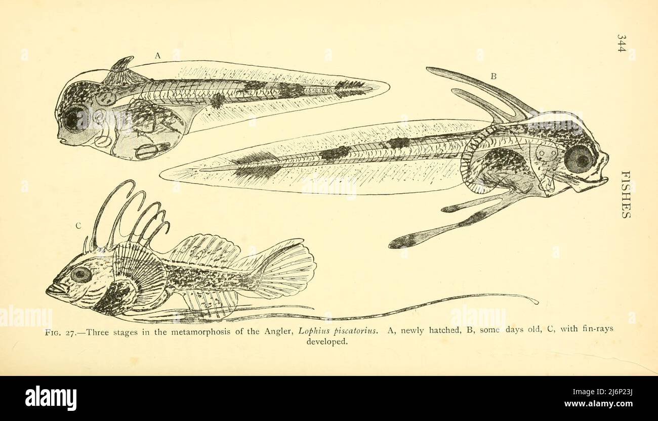 Sea life centre london aquarium hi-res stock photography and images - Alamy