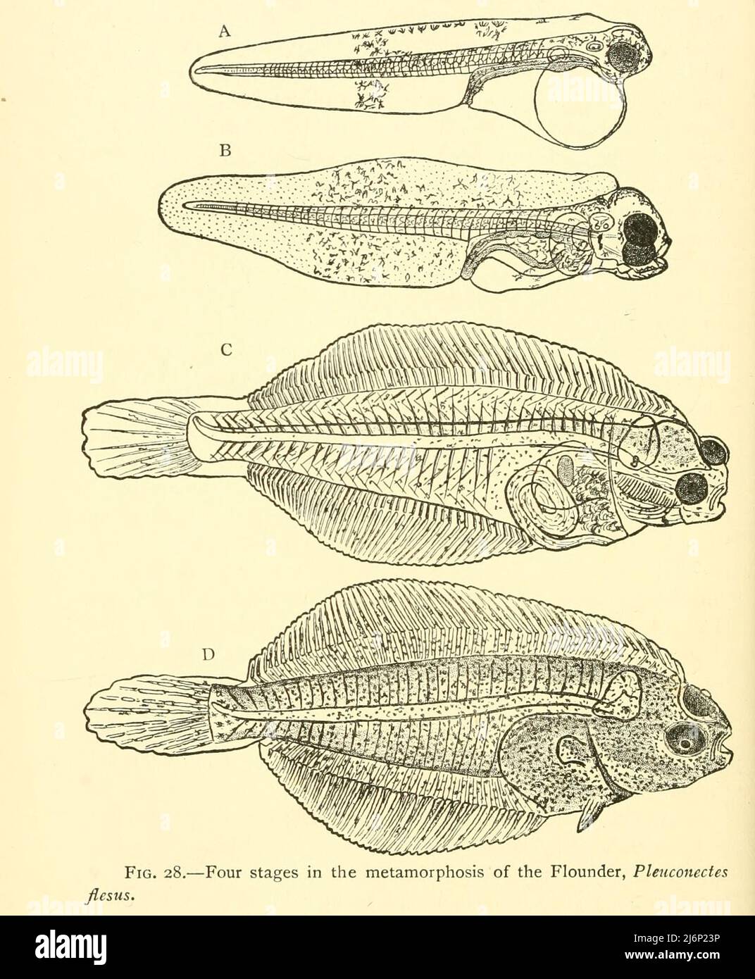 Fish stages illustration hi-res stock photography and images - Alamy