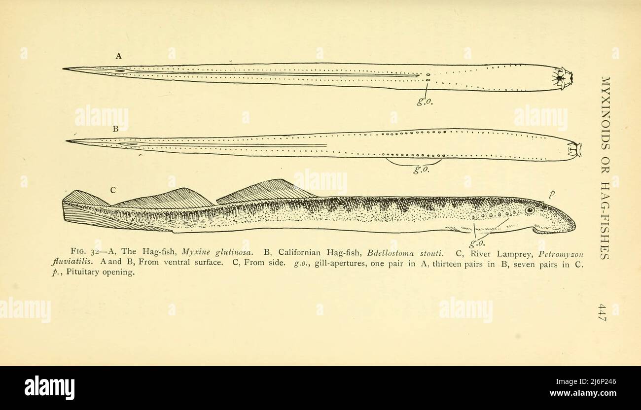 the Hag-fish, Myxine glutinosa [top]. Californian Hag-fish, Bdellostoma ...
