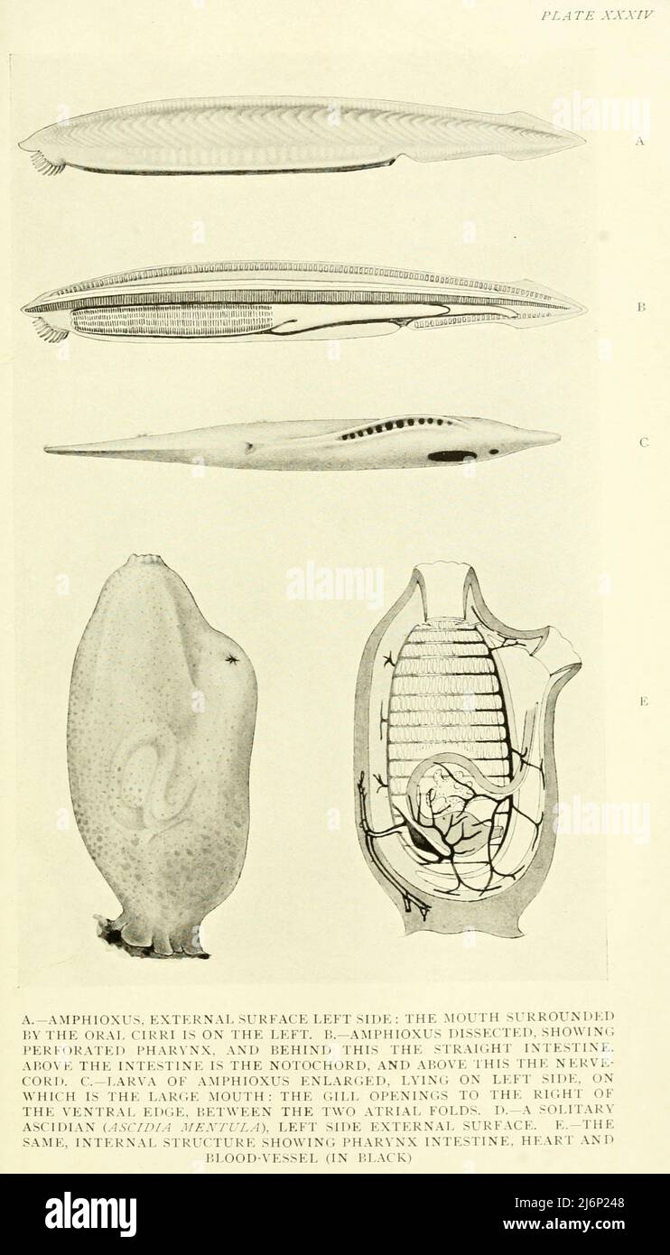 A, Amphioxus external surface, left side. B, Amphioxus dissected. C ...