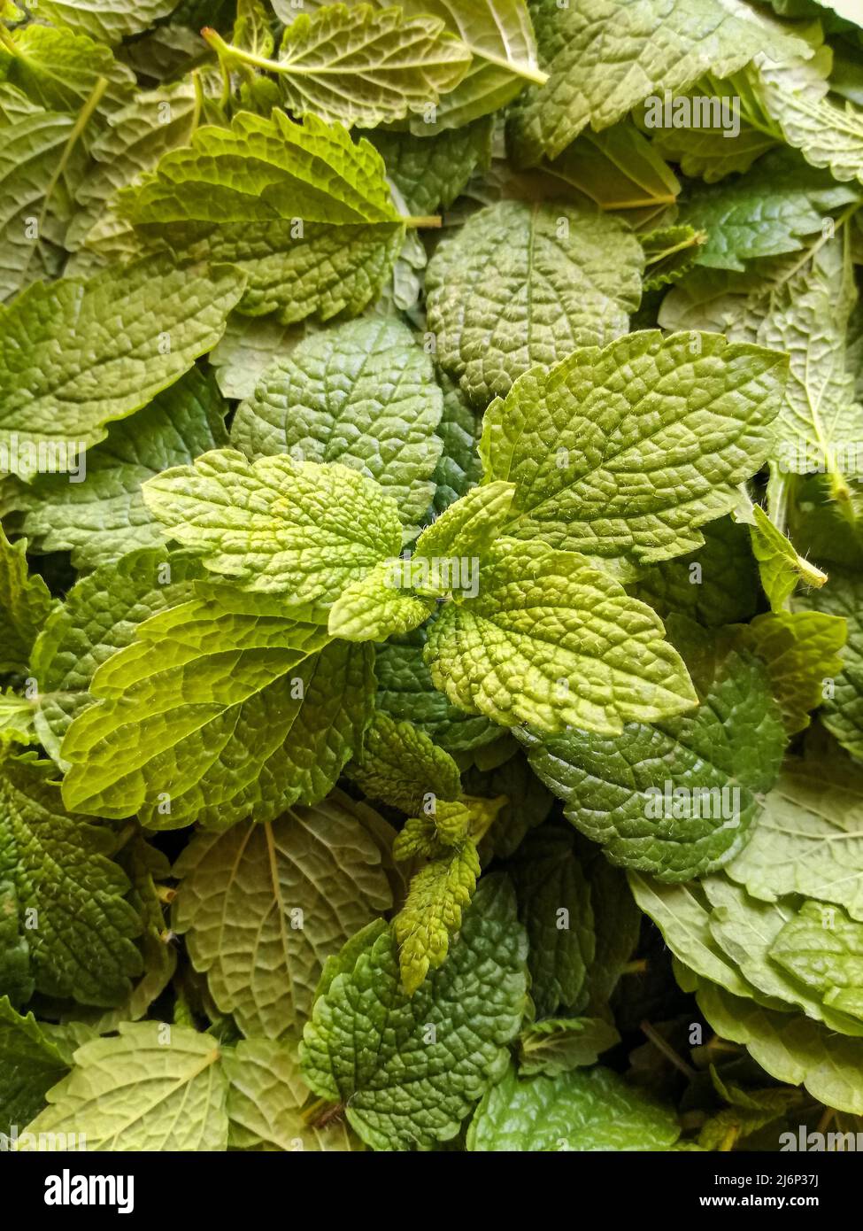 Melissa green hi-res stock photography and images - Alamy