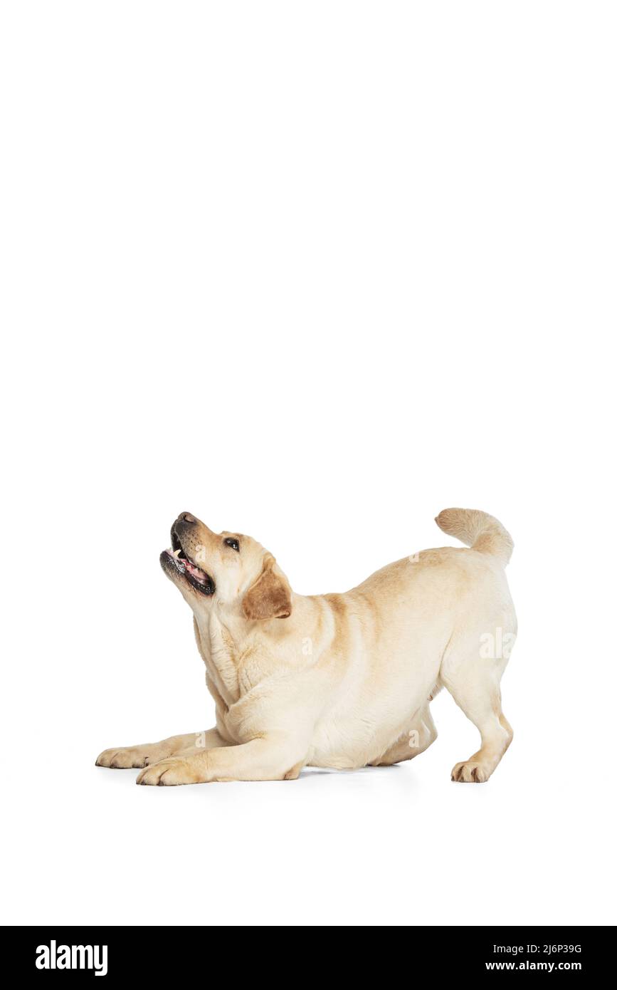 Studio shot of cute dog, cream color Labrador Retriever isolated on ...
