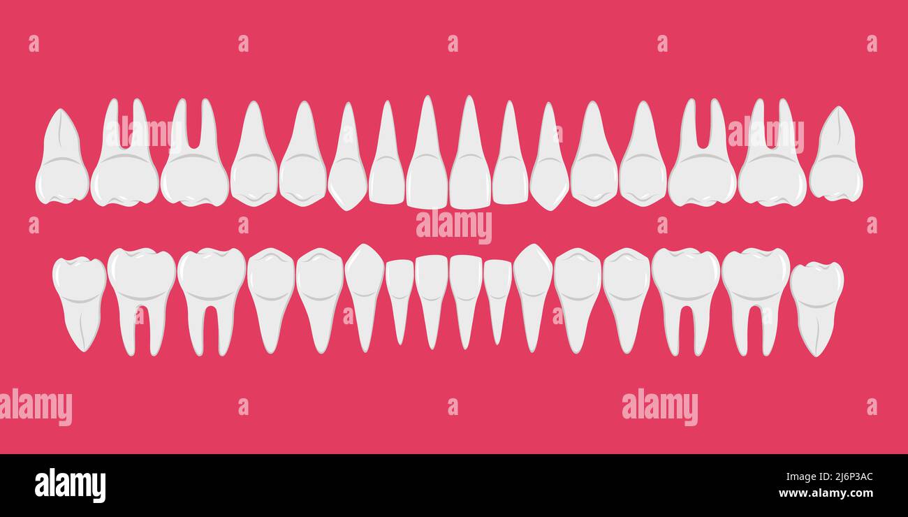 Healthy white human teeth in a row. Beautiful, even teeth with roots ...