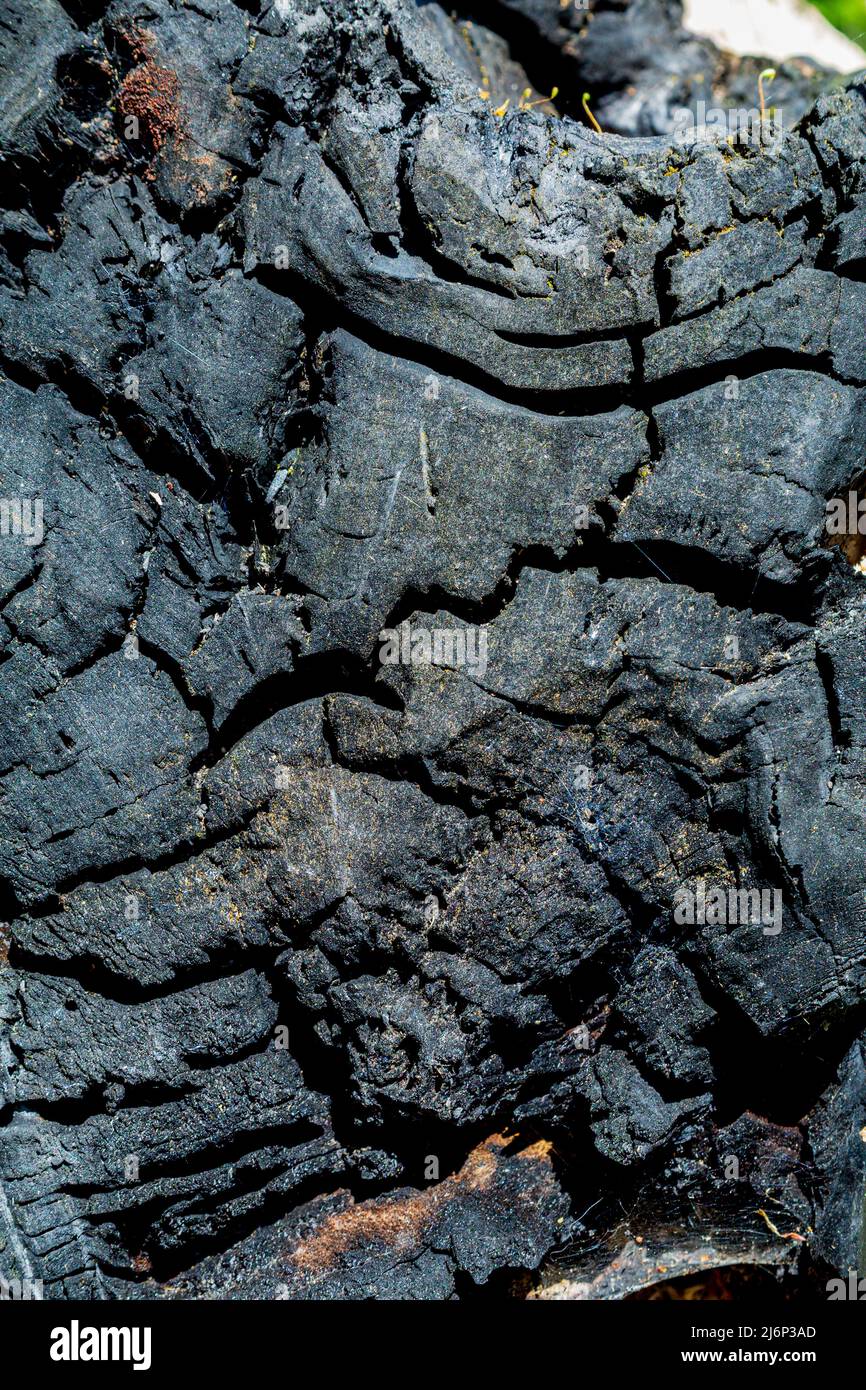 Blackened tree trunk hi-res stock photography and images - Alamy