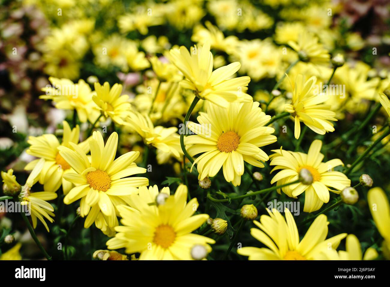 Yellow daisy close up hi-res stock photography and images - Alamy