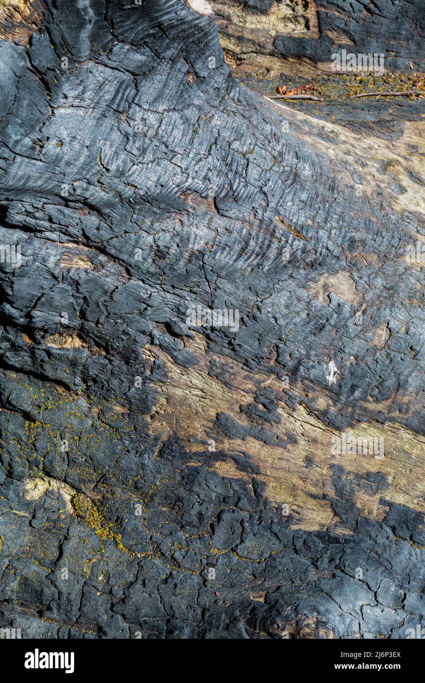 Blackened tree trunk hi-res stock photography and images - Alamy