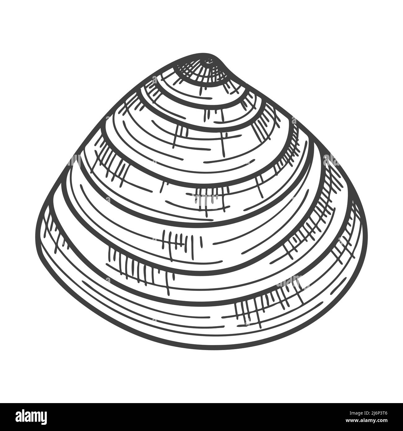 Hand-drawn seashells. An empty, closed, flat, oval solid shell of a ...