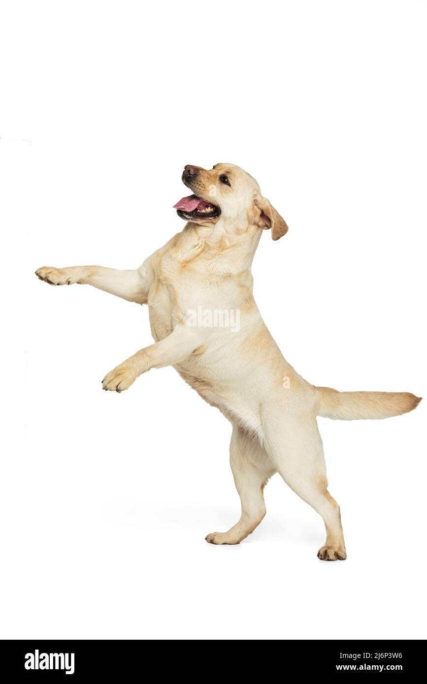 Studio shot of cute dog, cream color Labrador Retriever isolated on ...