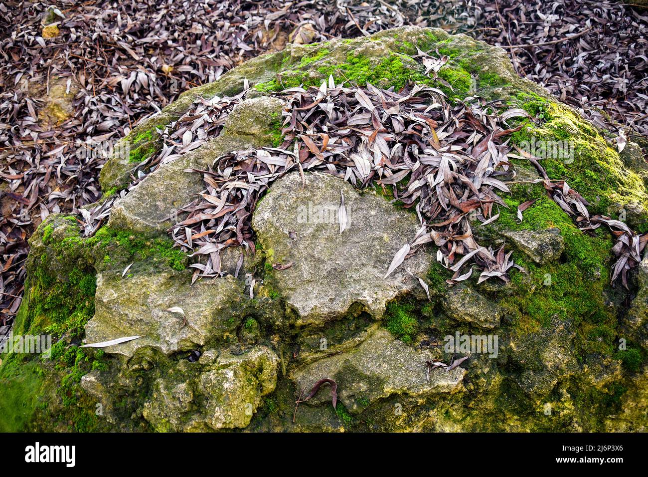 Big stone covered with green moss and old dry willow leaves. Limestone ...