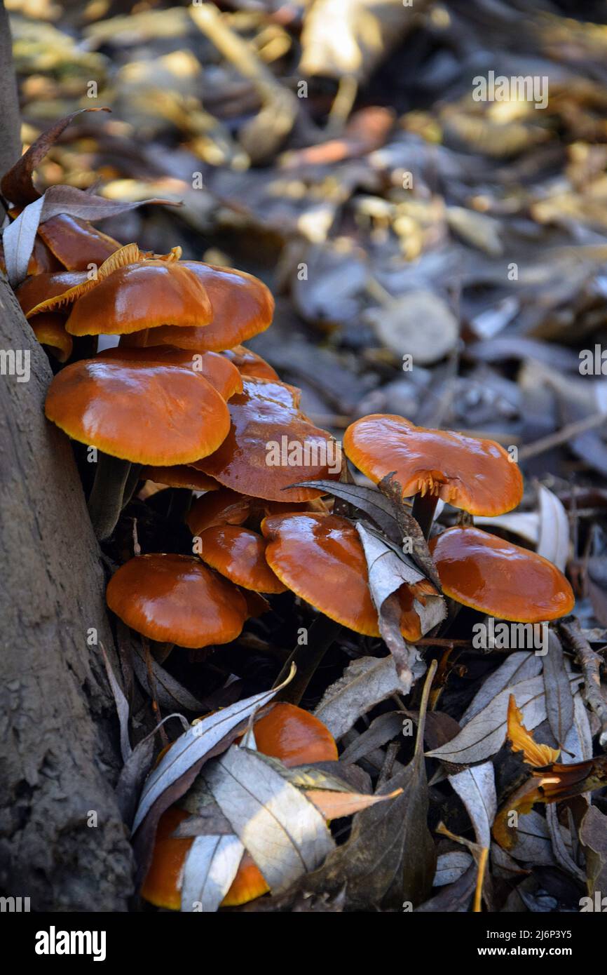 Group of fungi hi-res stock photography and images - Alamy