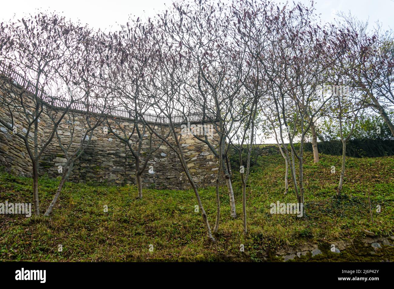 Trees without shape hi-res stock photography and images - Alamy