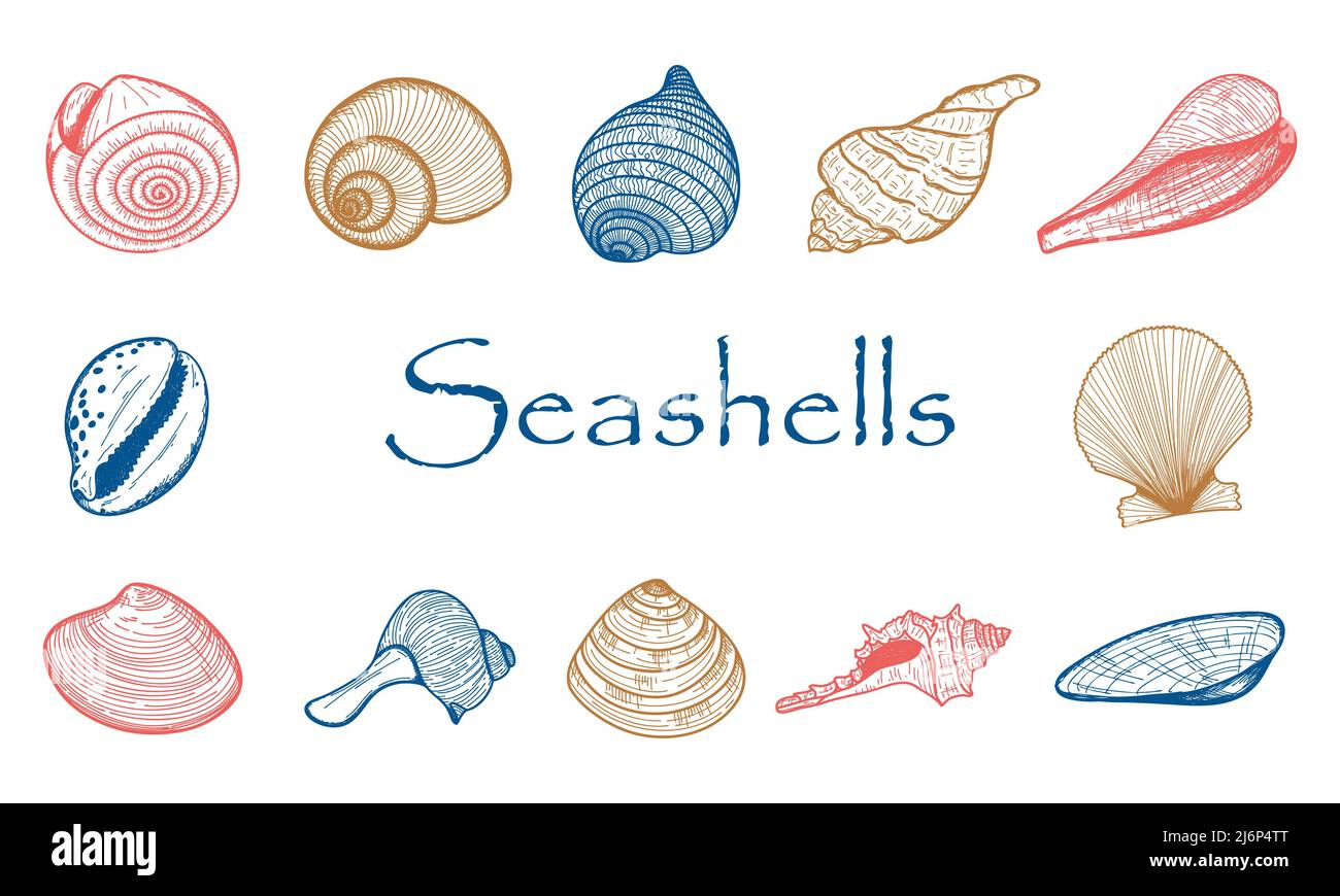 A set of empty seashells. The sketch shells of molluscs, shellfish ...