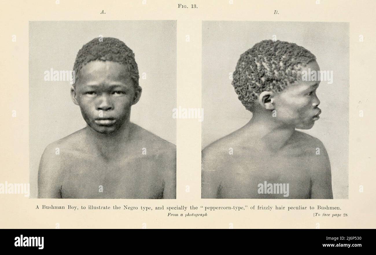 Bushman skull hi-res stock photography and images - Alamy