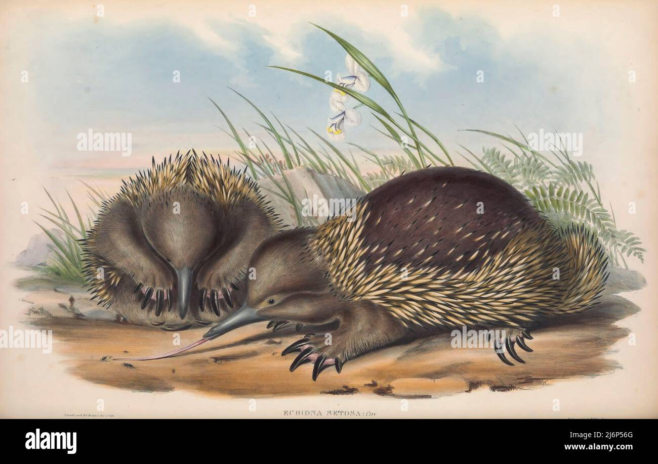 Echidna setosa hi-res stock photography and images - Alamy