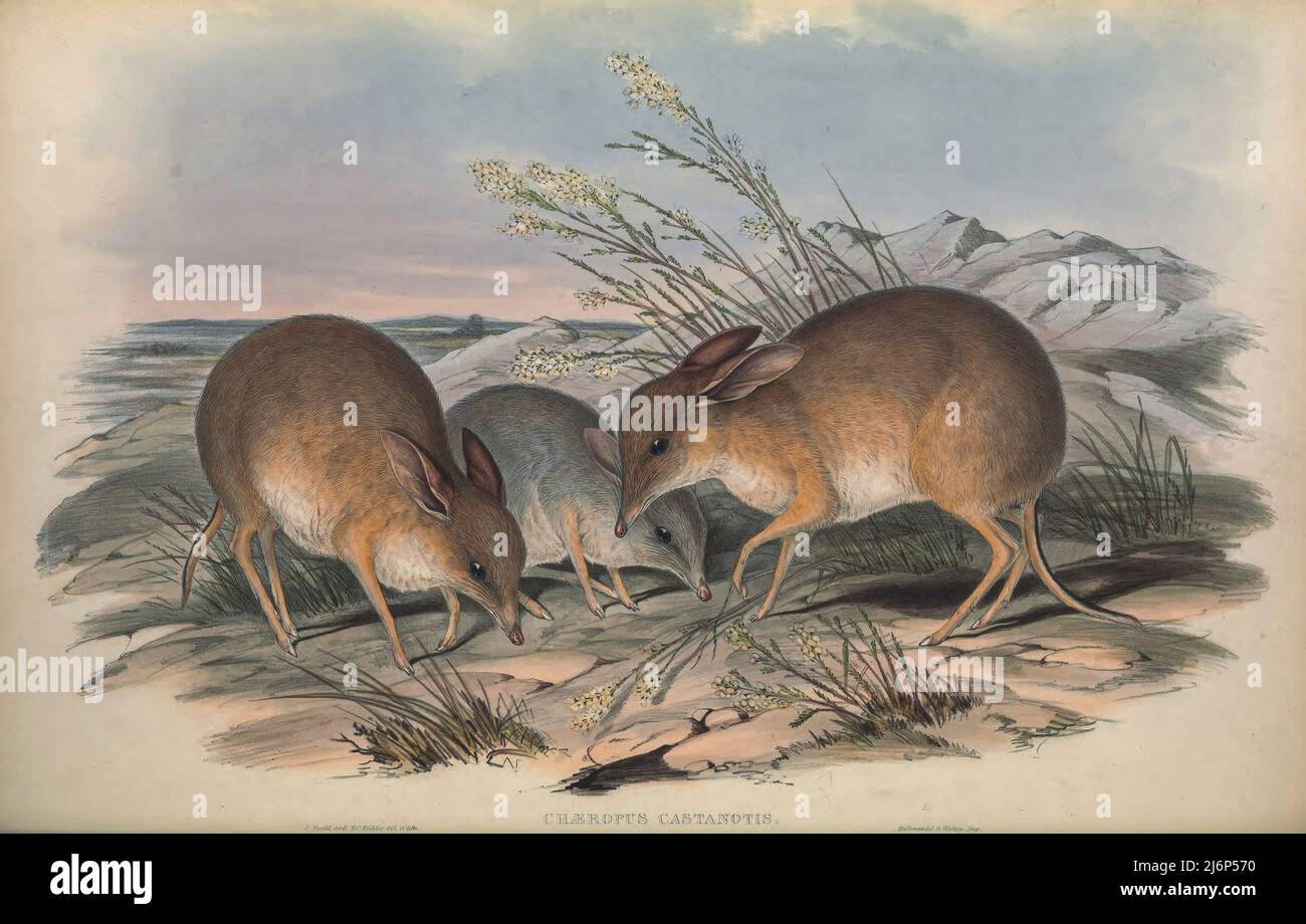EXTINCT The southern pig-footed bandicoot (Chaeropus ecaudatus here as ...