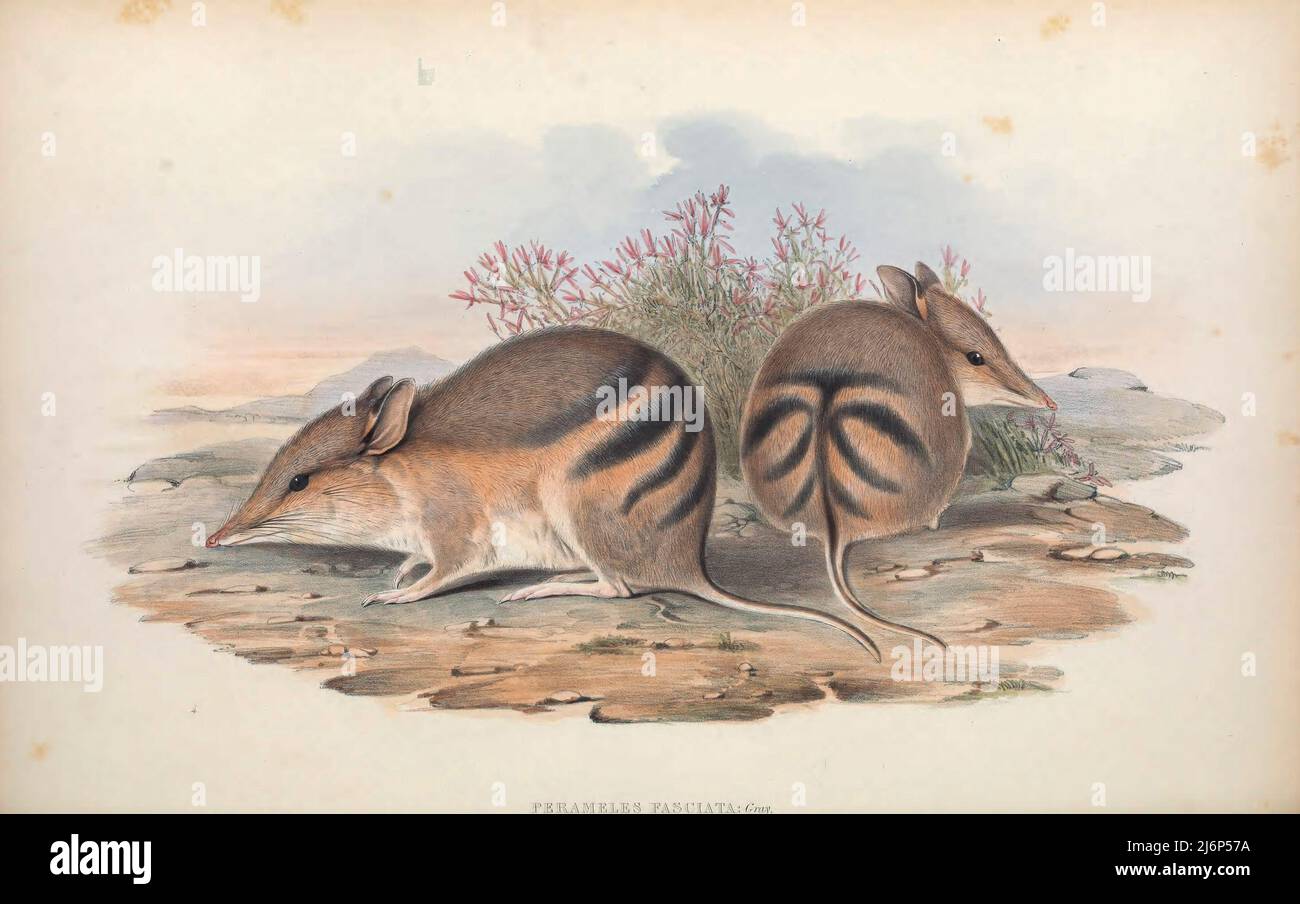 The Western barred bandicoot (Perameles bougainville here as Perameles ...