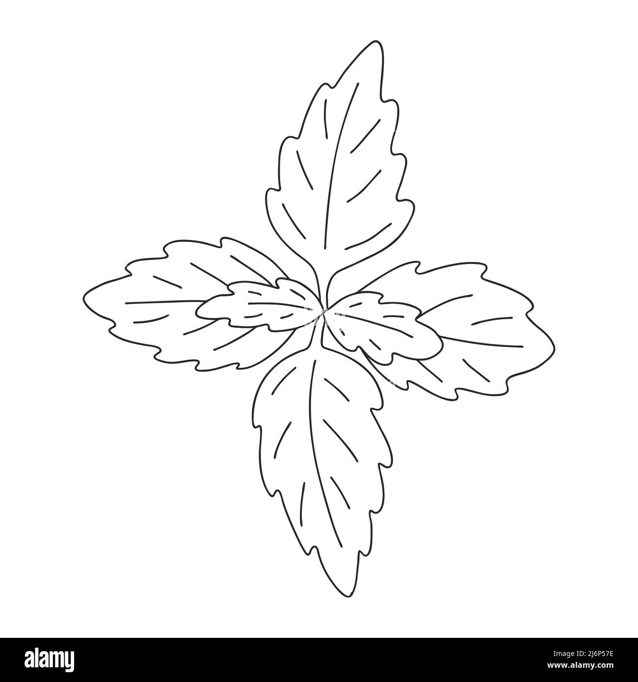 Basil leaves. Botanical design element for cooking magazines, menus ...