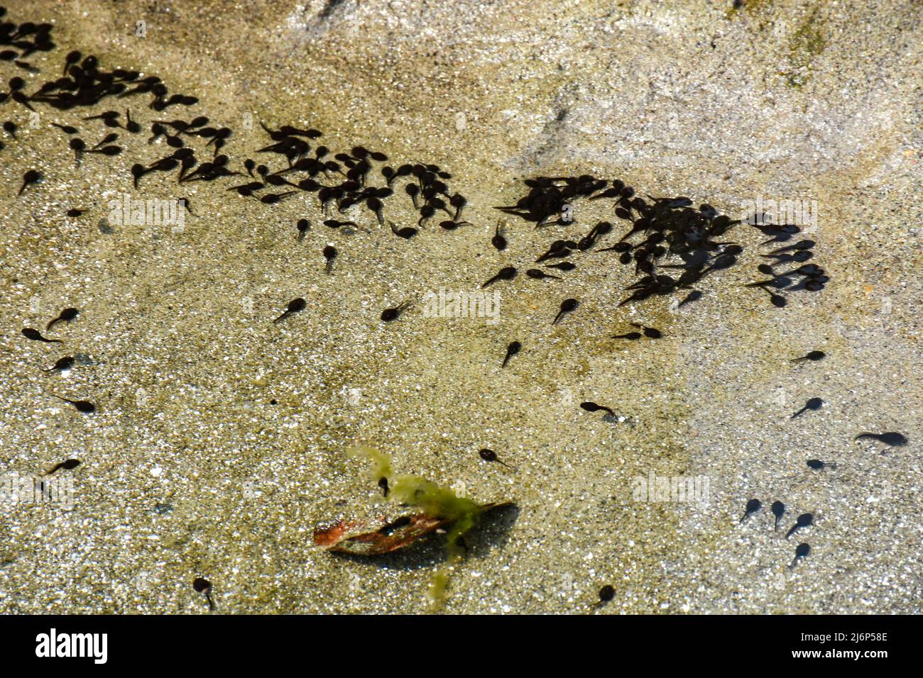 Catch tadpoles hi-res stock photography and images - Alamy