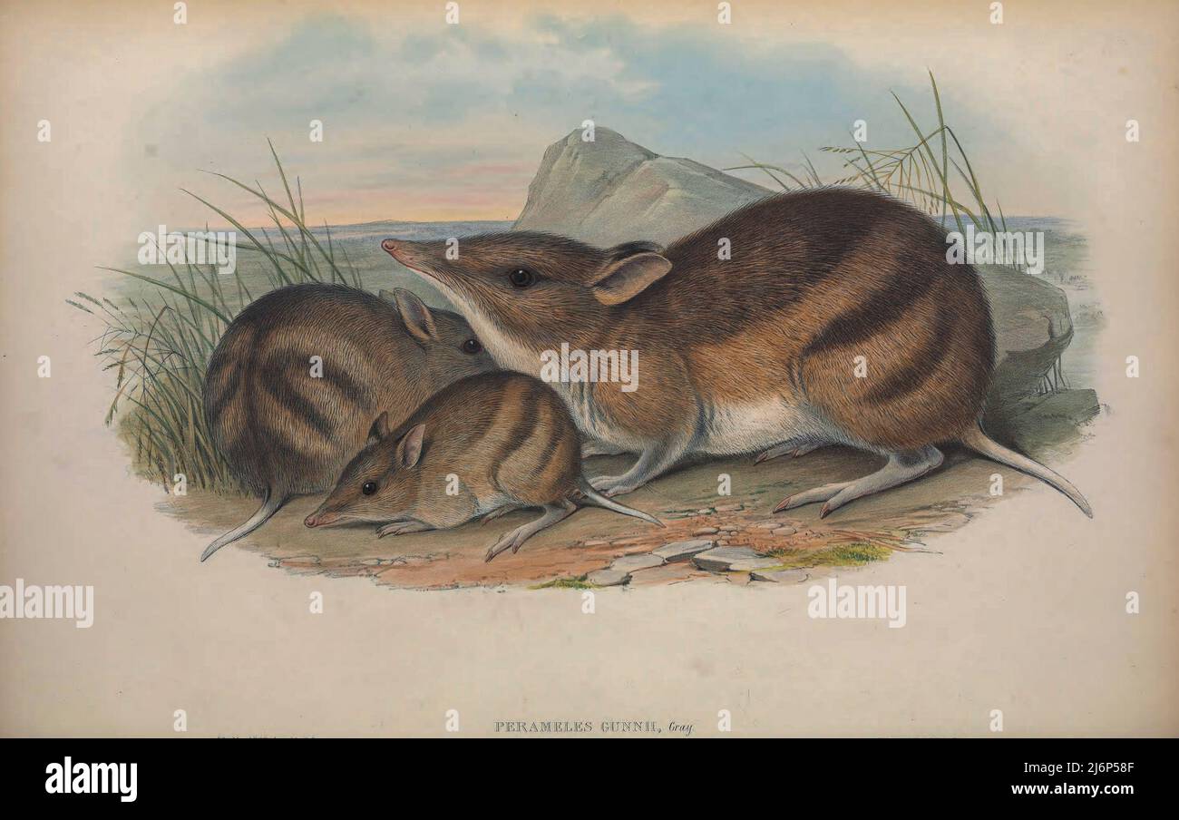 The eastern barred bandicoot (Perameles gunnii) is a nocturnal, rabbit ...