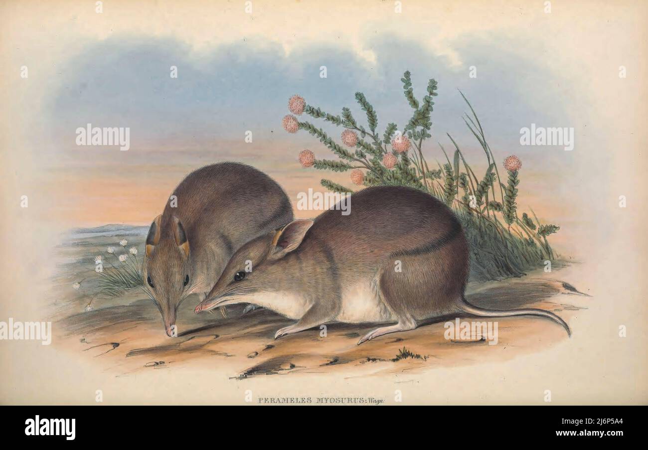 Perameles myosurus hi-res stock photography and images - Alamy