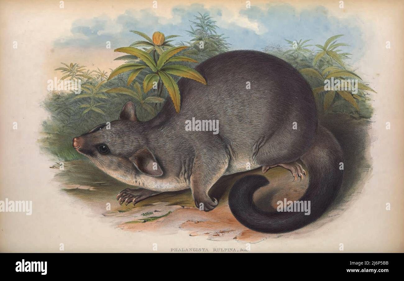 Common brushtail possum illustration animal hi-res stock photography ...