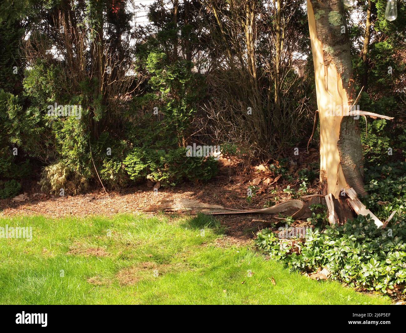 Tree bark shredded by black bear hi-res stock photography and images ...