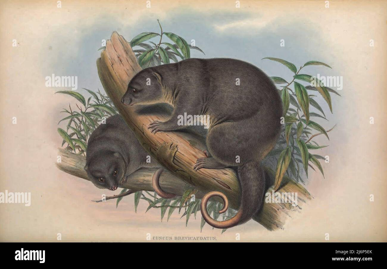 The common spotted cuscus (Spilocuscus maculatus Here as Cuscus ...
