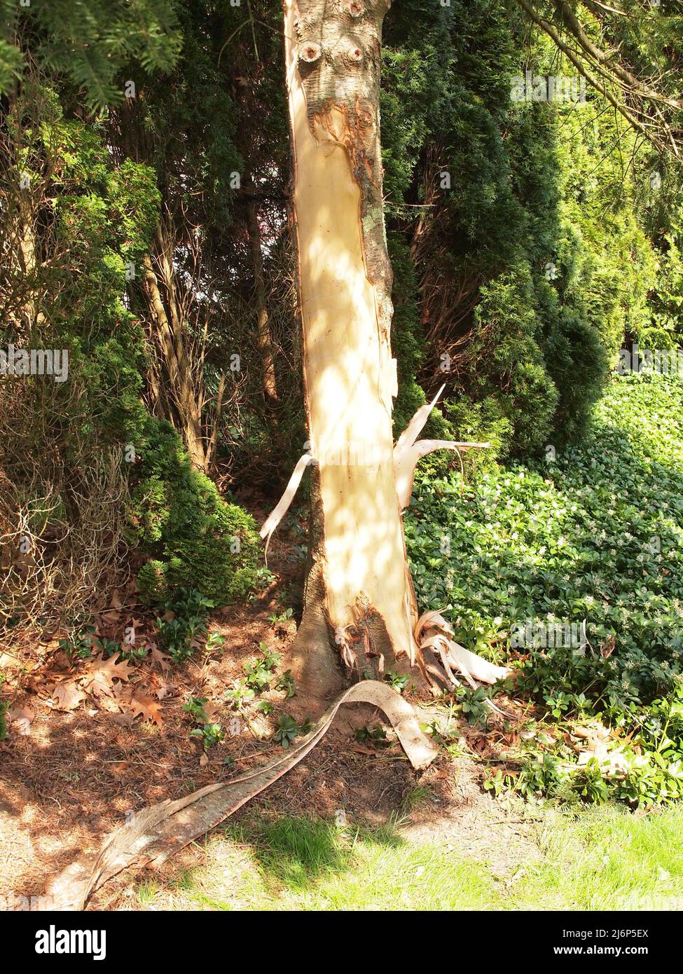 Tree bark shredded by black bear hi-res stock photography and images ...