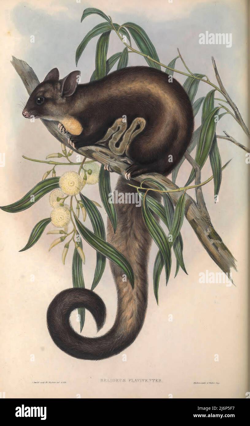 19th century australian art hi-res stock photography and images - Alamy