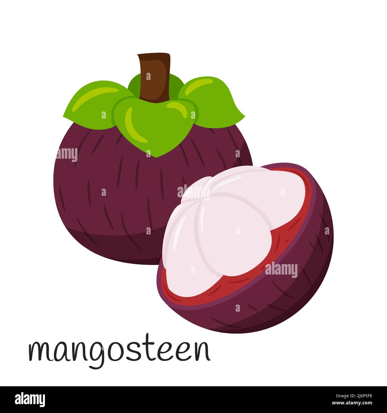 Mangosteen whole fresh fruit Stock Vector Images - Alamy