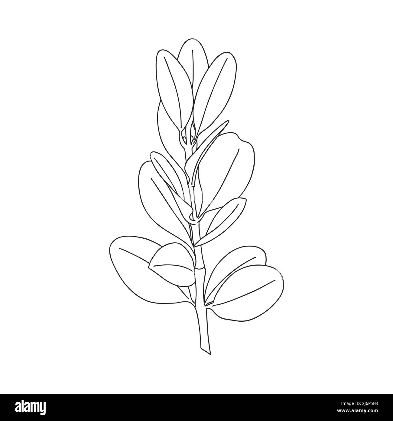 A sprig of round plants with leaves on the stem. Botanical design ...
