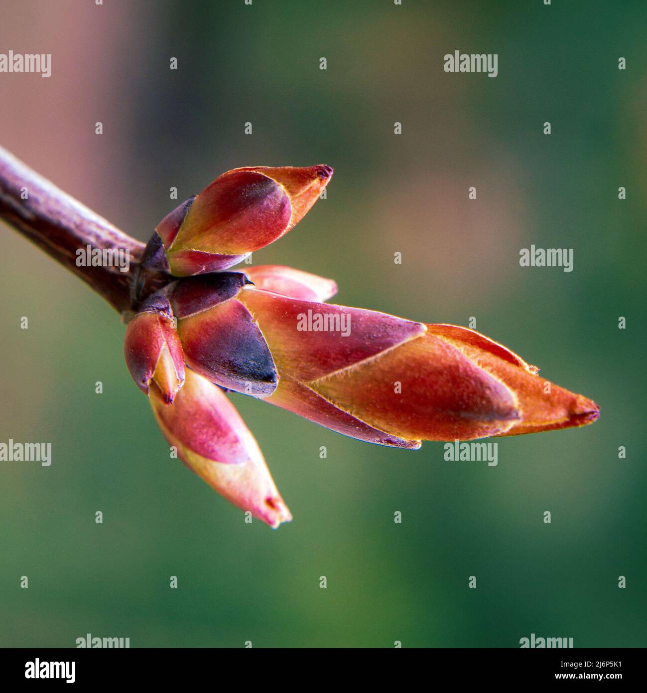 The spring picture hi-res stock photography and images - Alamy