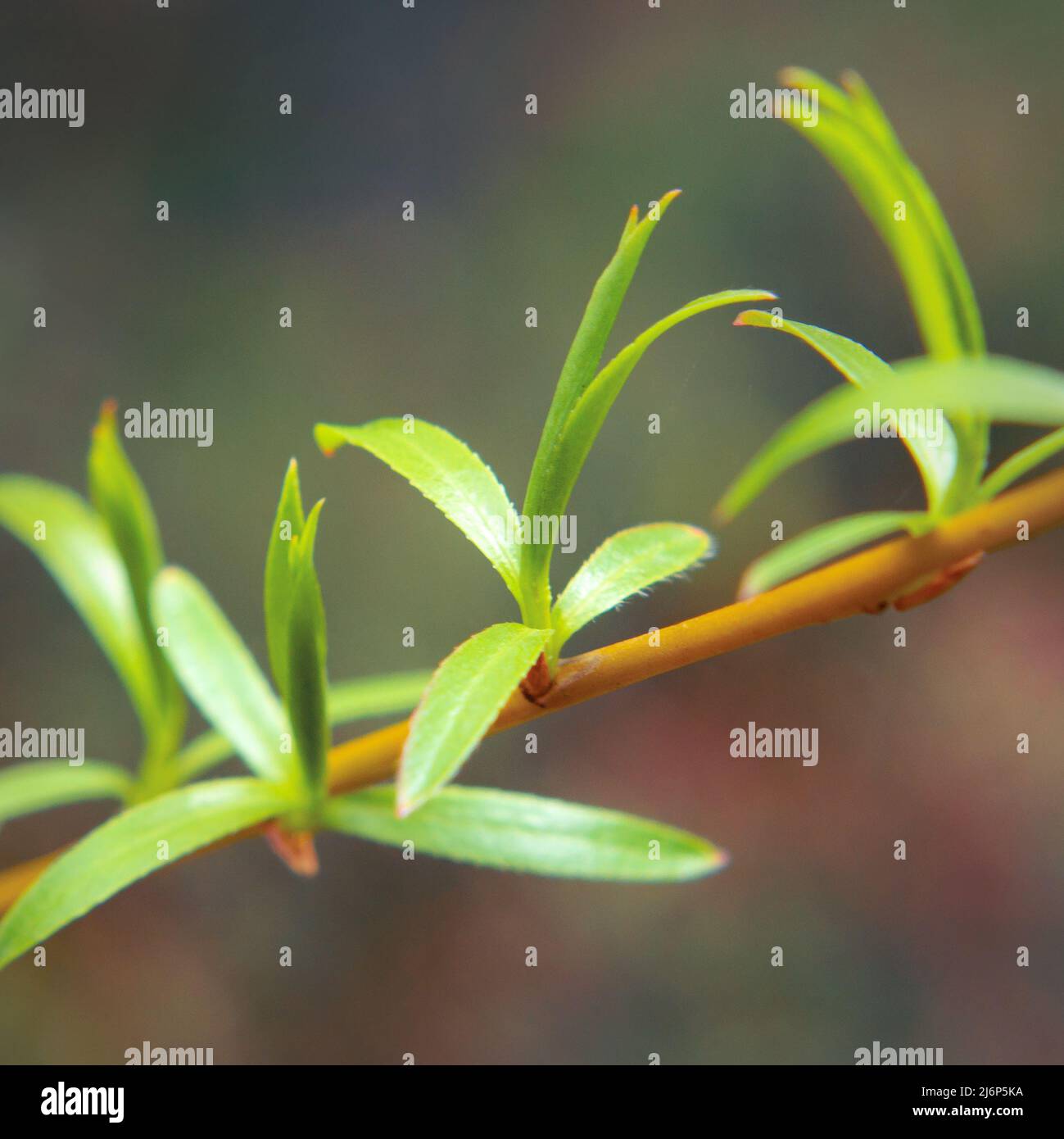 Fresh tender leaves hi-res stock photography and images - Alamy