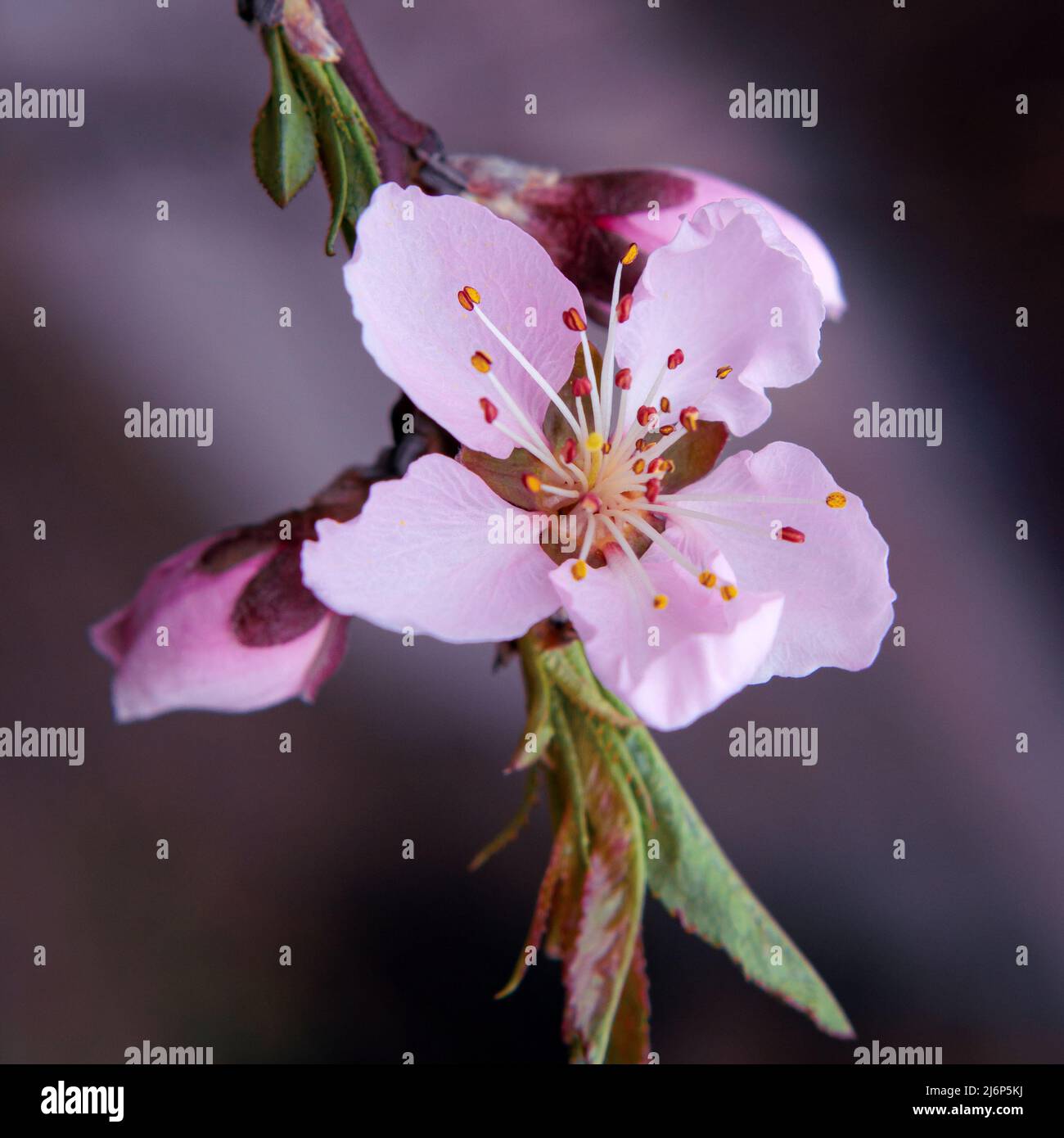 Photo fresh spring sakura hi-res stock photography and images - Alamy