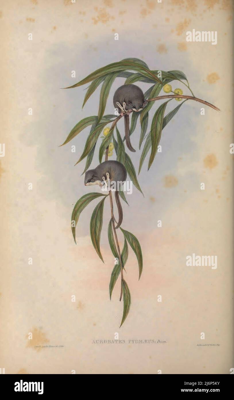 The feathertail glider (Acrobates pygmaeus), also known as the pygmy ...