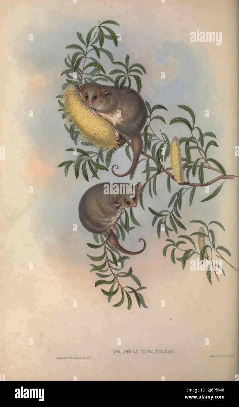 Eastern pygmy possum cercartetus nanus hi-res stock photography and ...