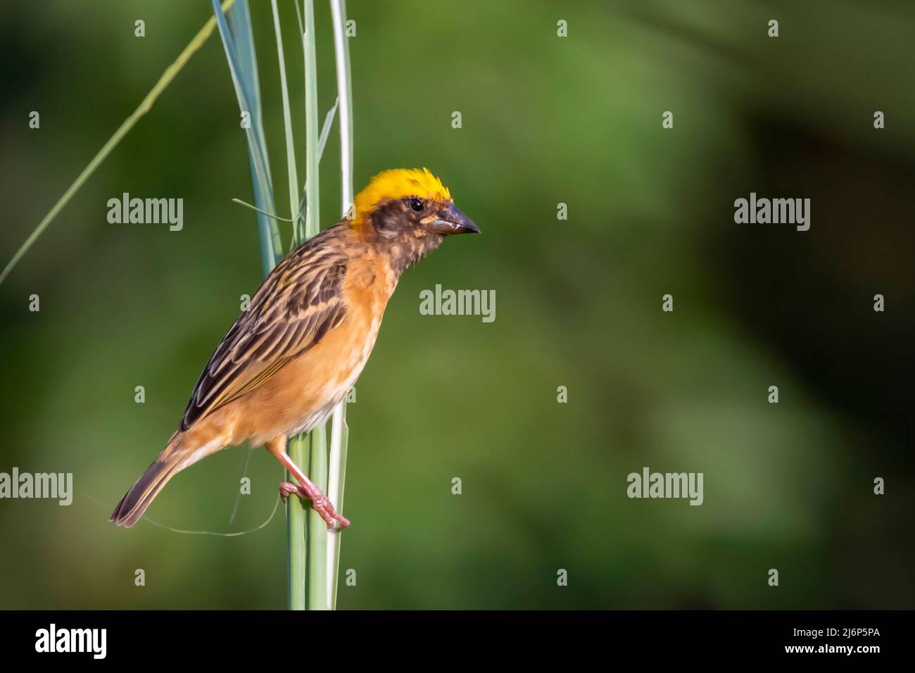Image of male baya weaver nesting on nature background. Bird. Animals Stock Photo - Alamy