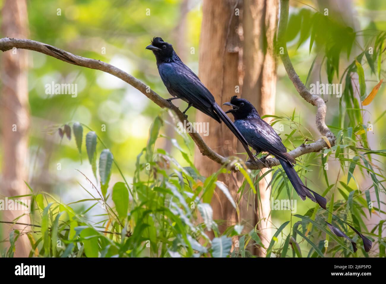 Image of Greater Racquet-tailed Drongo ( Dicrurus paradiseus) on the ...