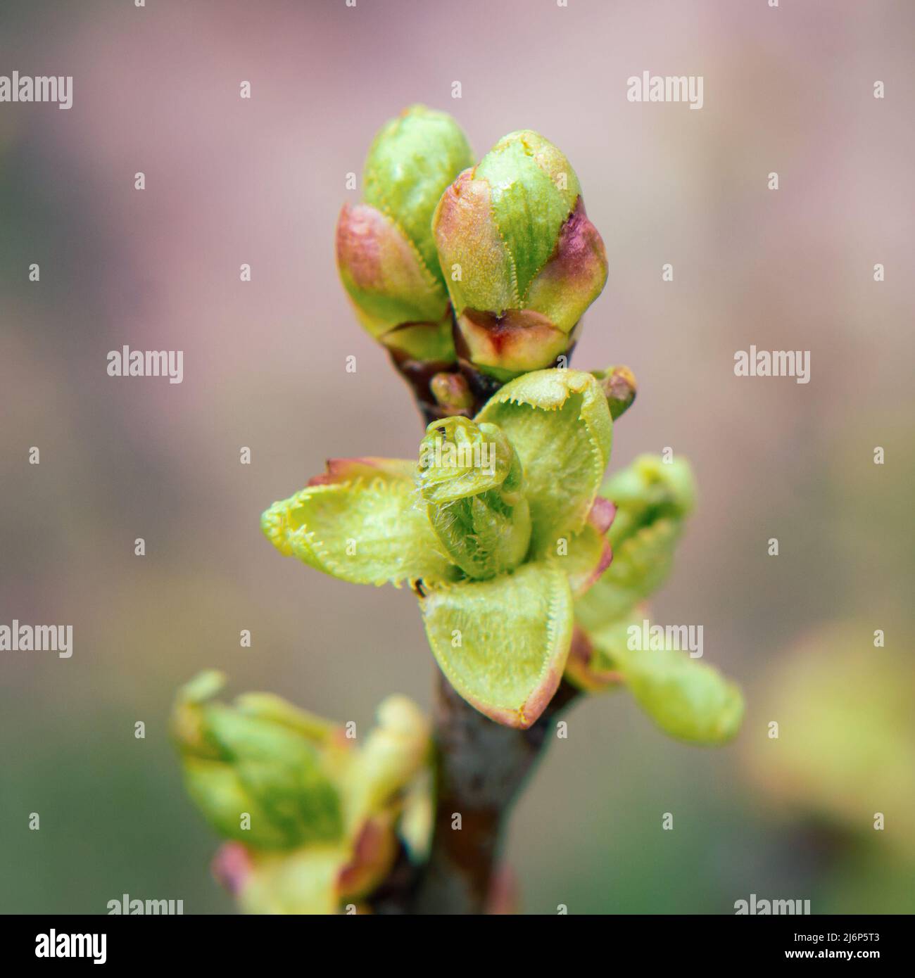 Fresh tender leaves hi-res stock photography and images - Alamy