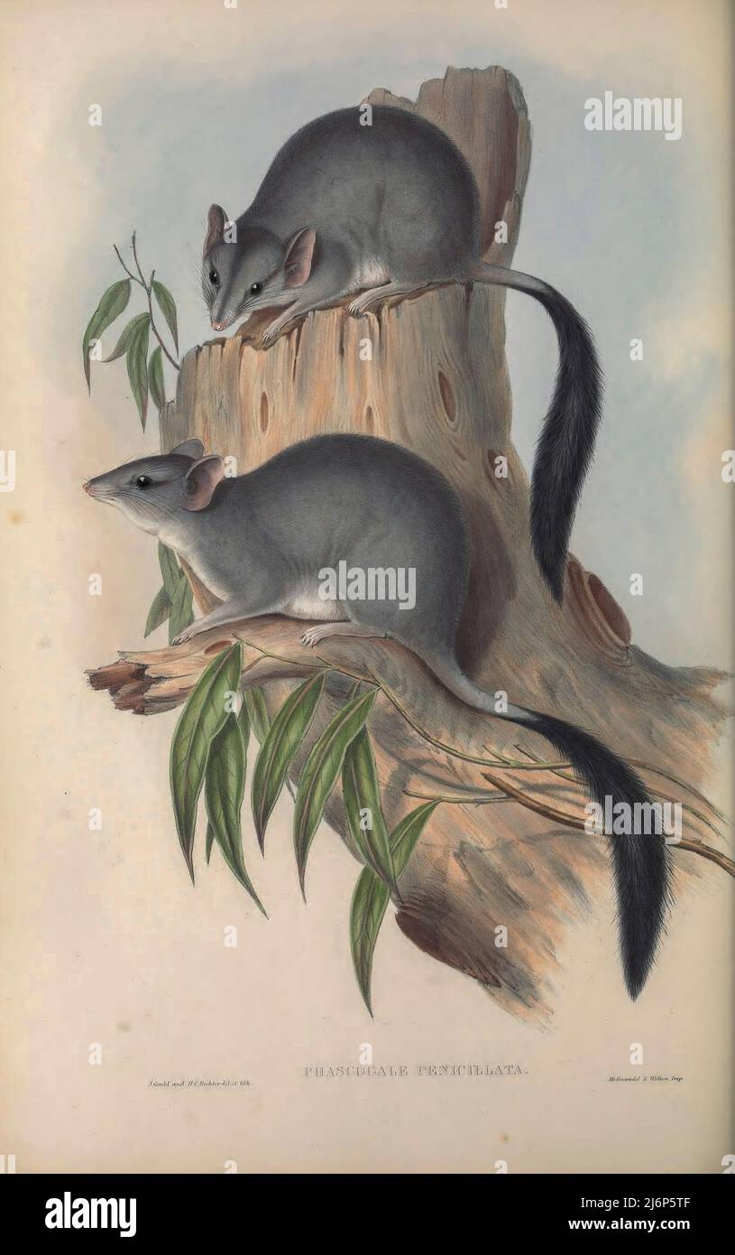 Tail known as brush hi-res stock photography and images - Alamy