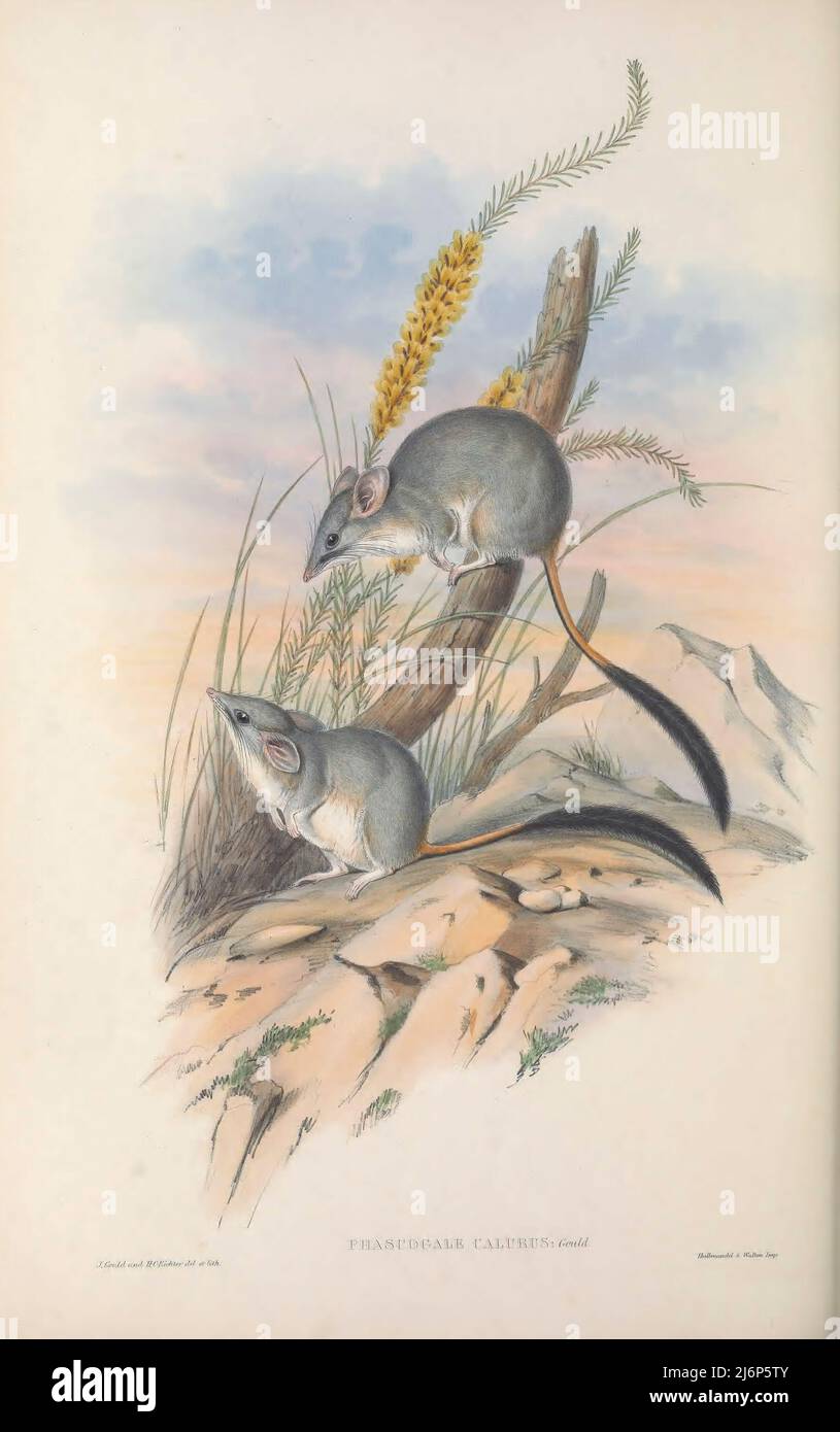 Red tailed wambenger hi-res stock photography and images - Alamy