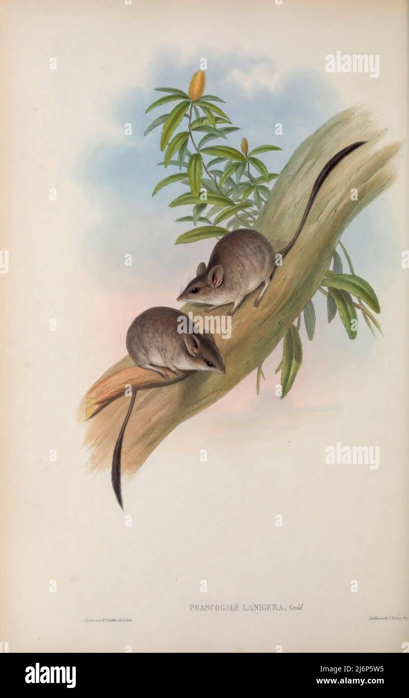 Kultarr hi-res stock photography and images - Alamy