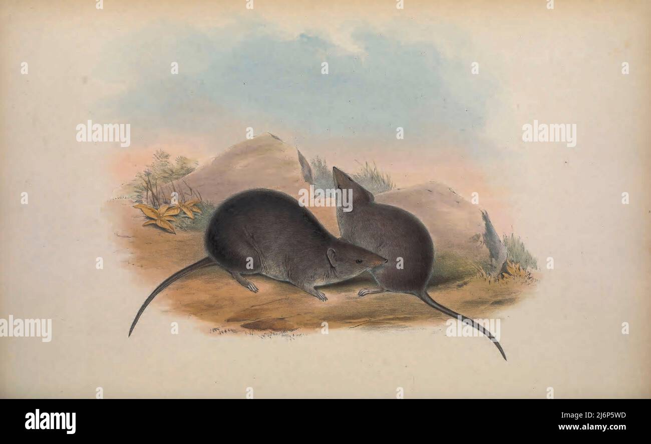 Swainsons antechinus hi-res stock photography and images - Alamy