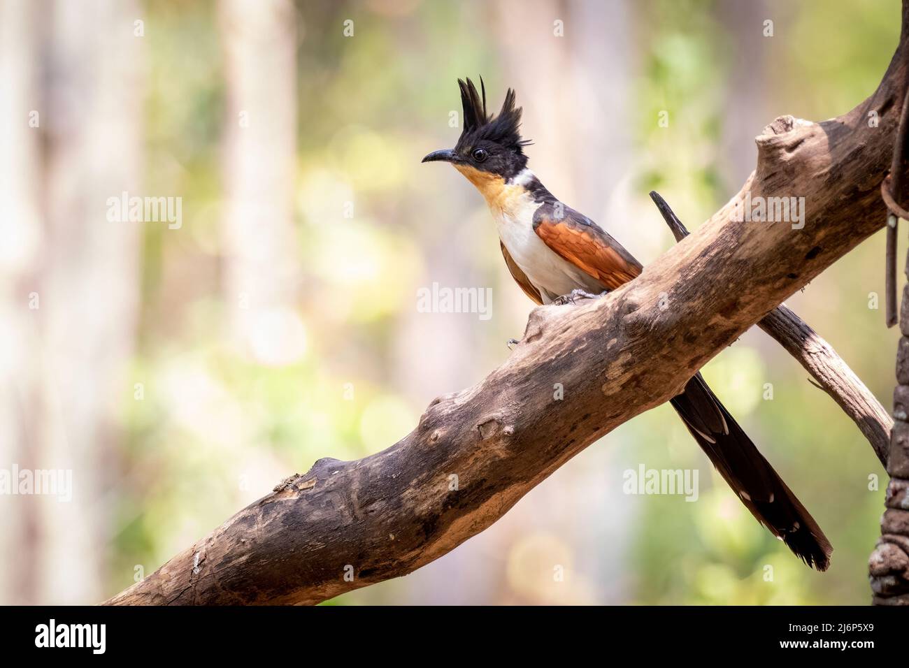 Image of Chestnut winged cuckoo on a tree branch on nature background ...