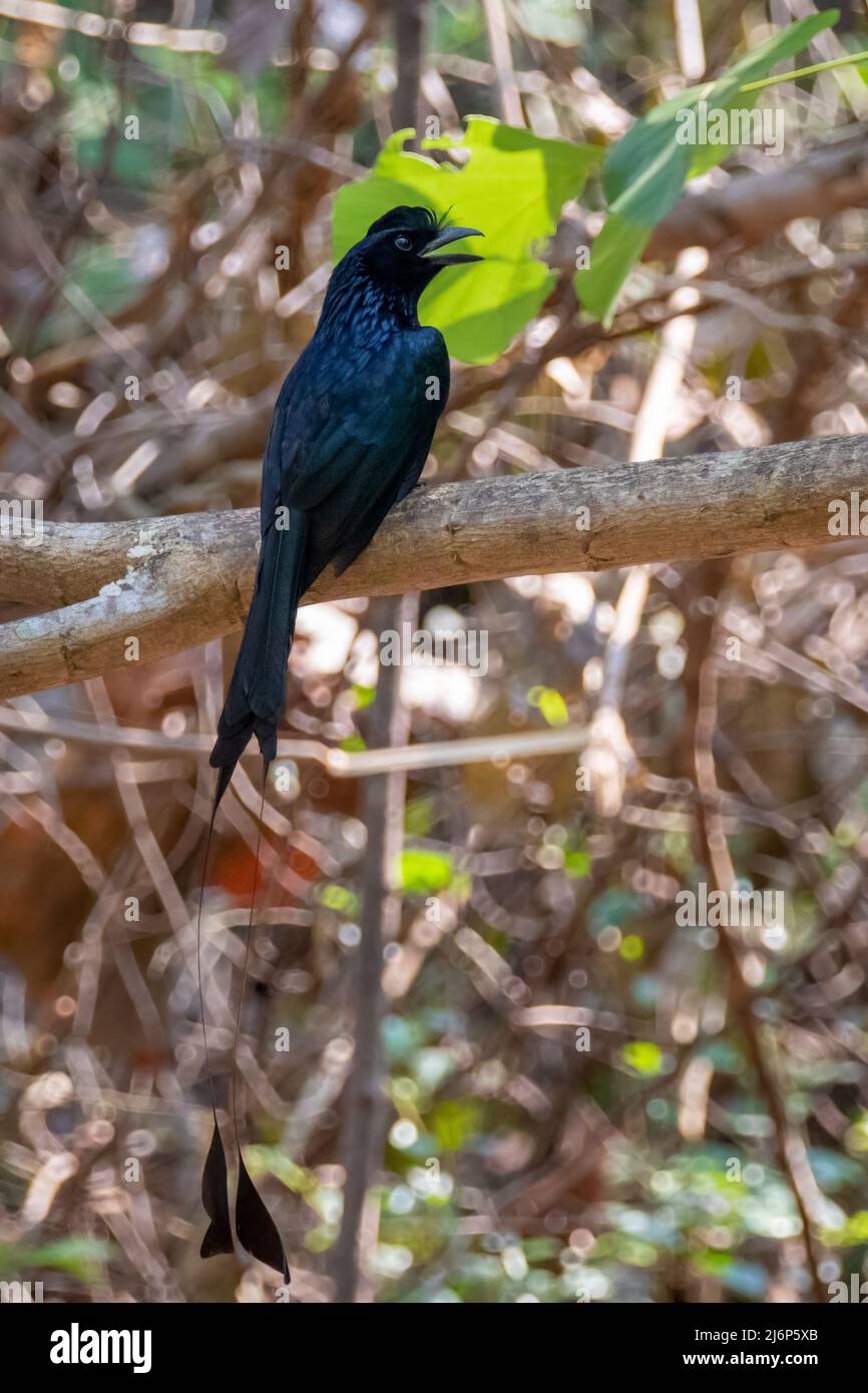 Image of Greater Racquet-tailed Drongo ( Dicrurus paradiseus) on the ...