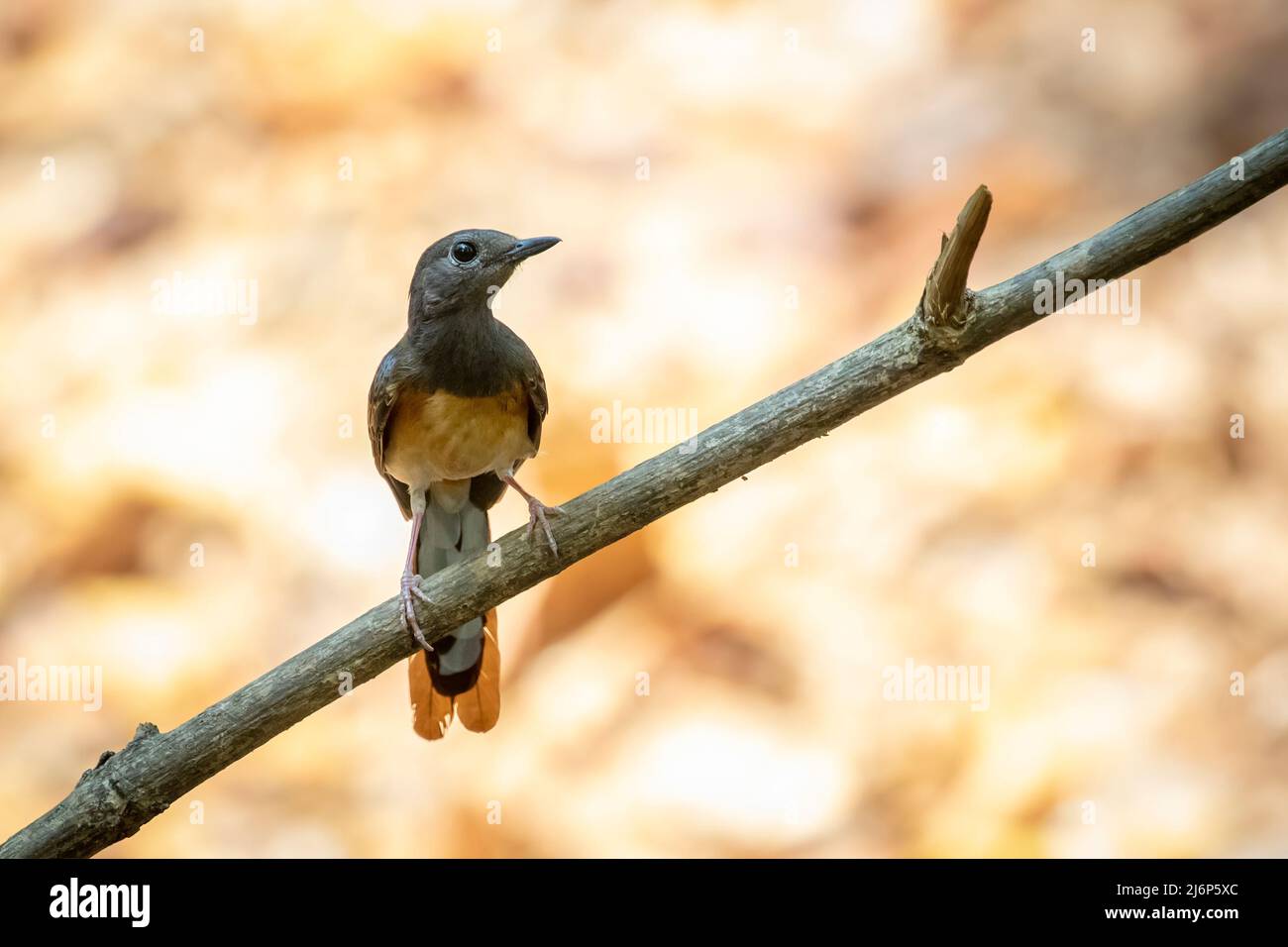Shama bird hi-res stock photography and images - Alamy