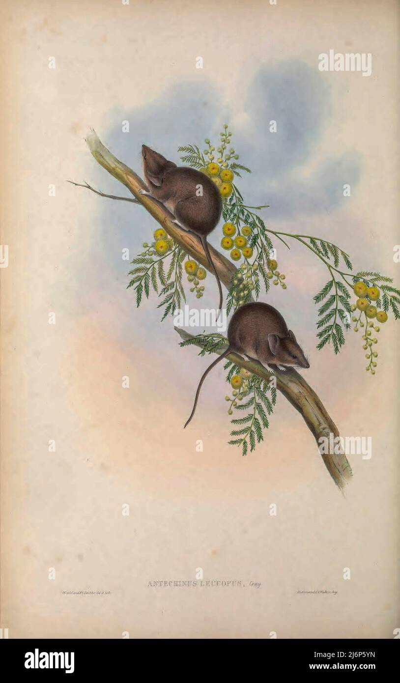 Antechinus leucopus Antechinus is a genus of small dasyurid marsupial ...