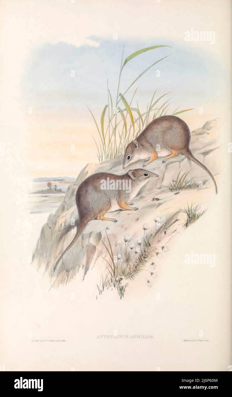 Antechinus apicalis Antechinus is a genus of small dasyurid marsupial ...