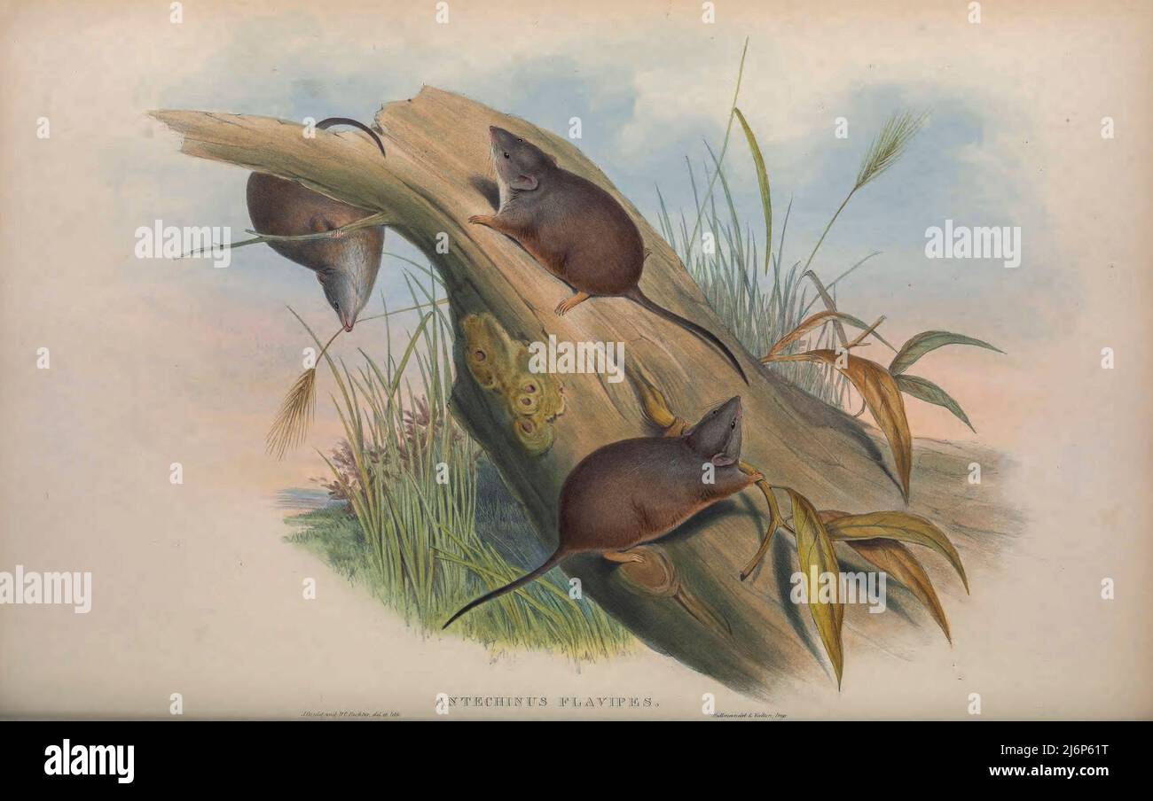 Antechinus flavipes Antechinus is a genus of small dasyurid marsupial ...